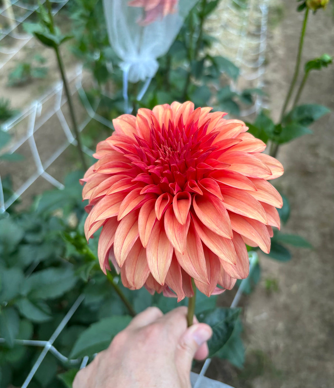 Products – Bauer Blooms