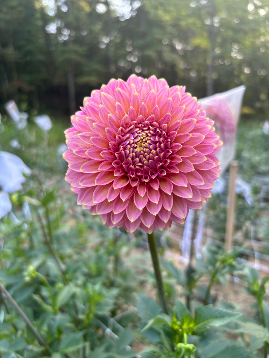 Products – Bauer Blooms