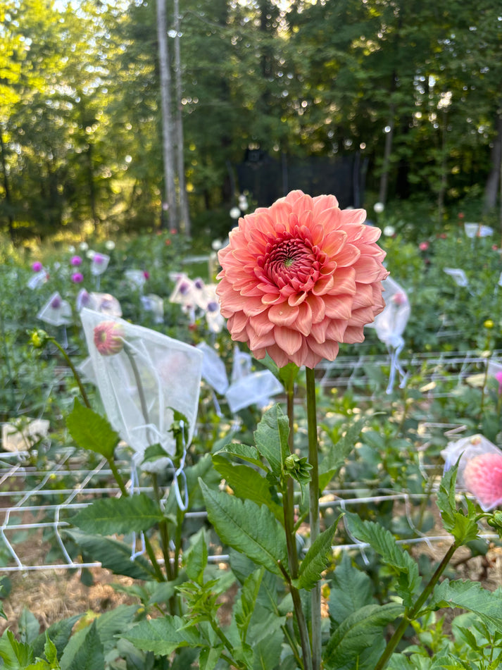 Cara Elizabeth - Limit 1 – Bauer Blooms