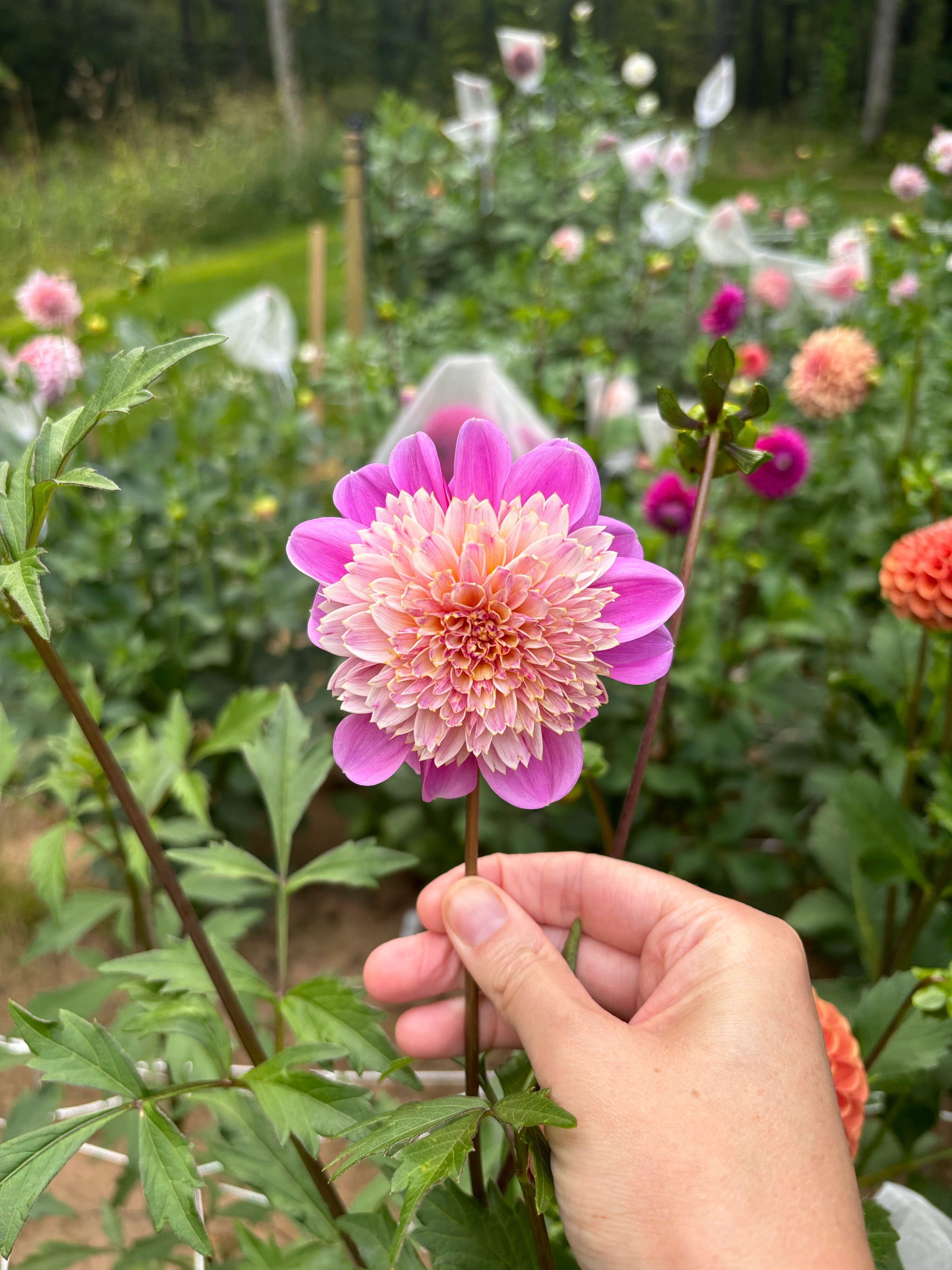 Take Off – Bauer Blooms