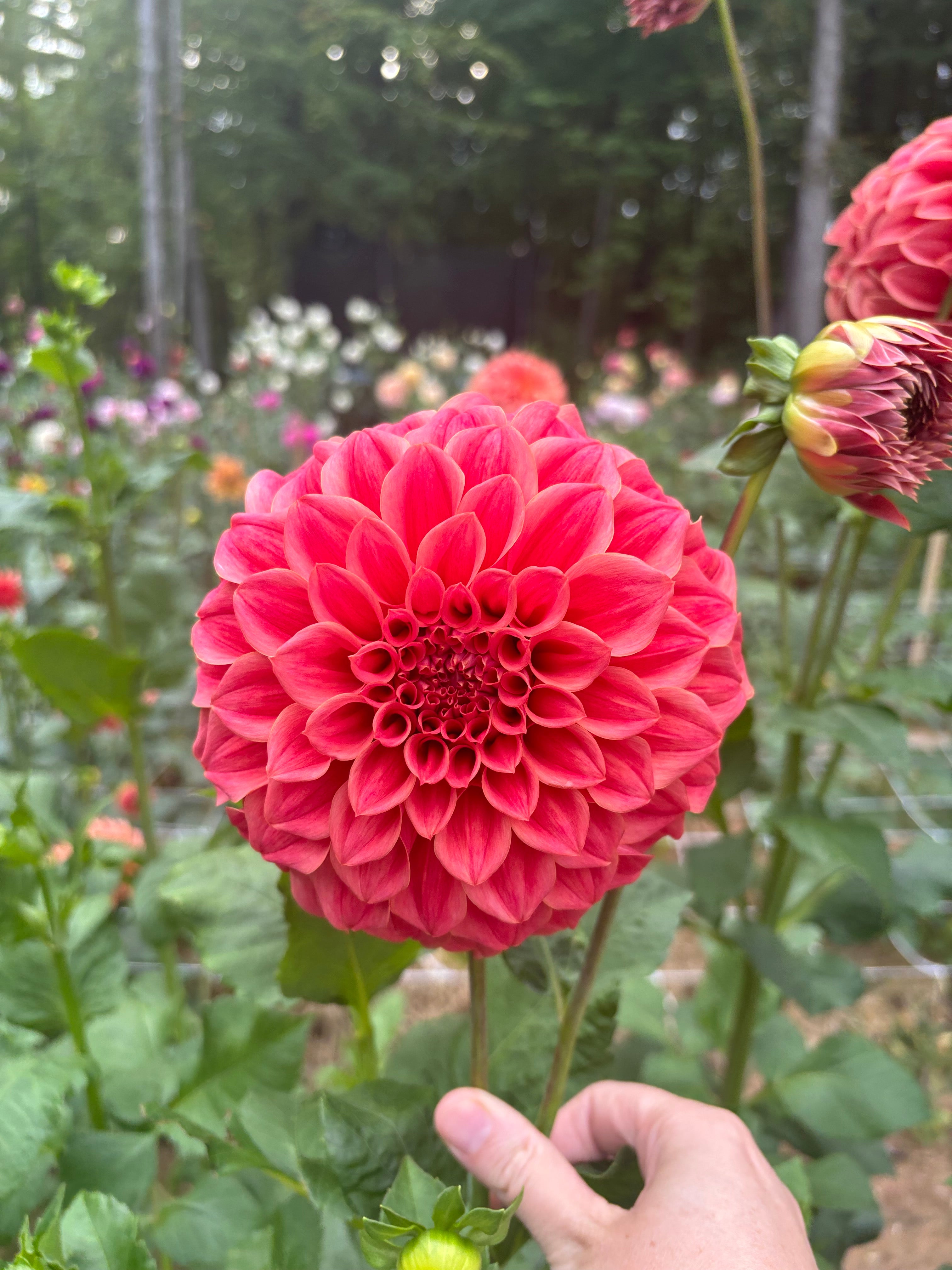 Sylvia Craig Hunter – Bauer Blooms