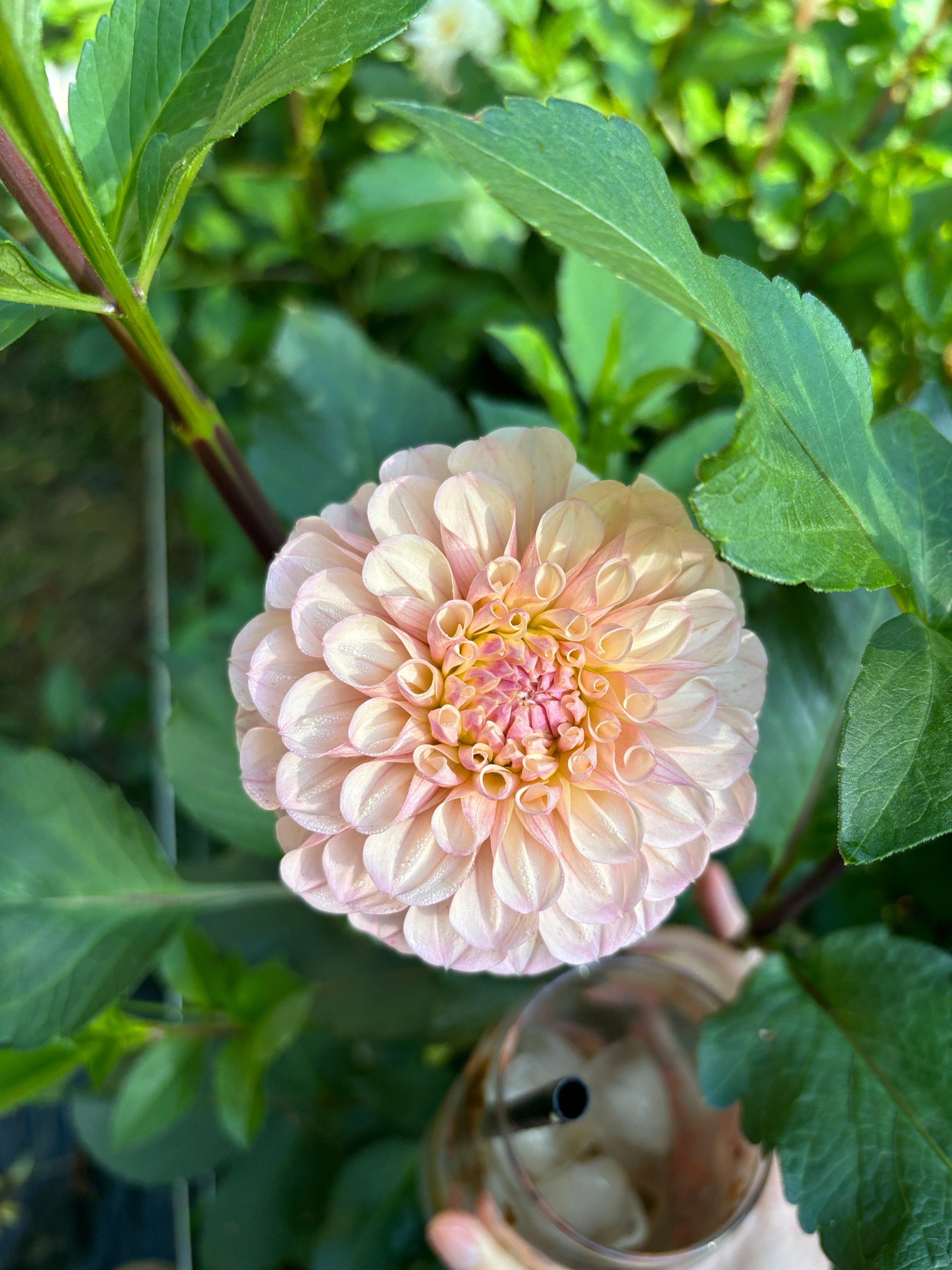 Levi's Revenant – Bauer Blooms