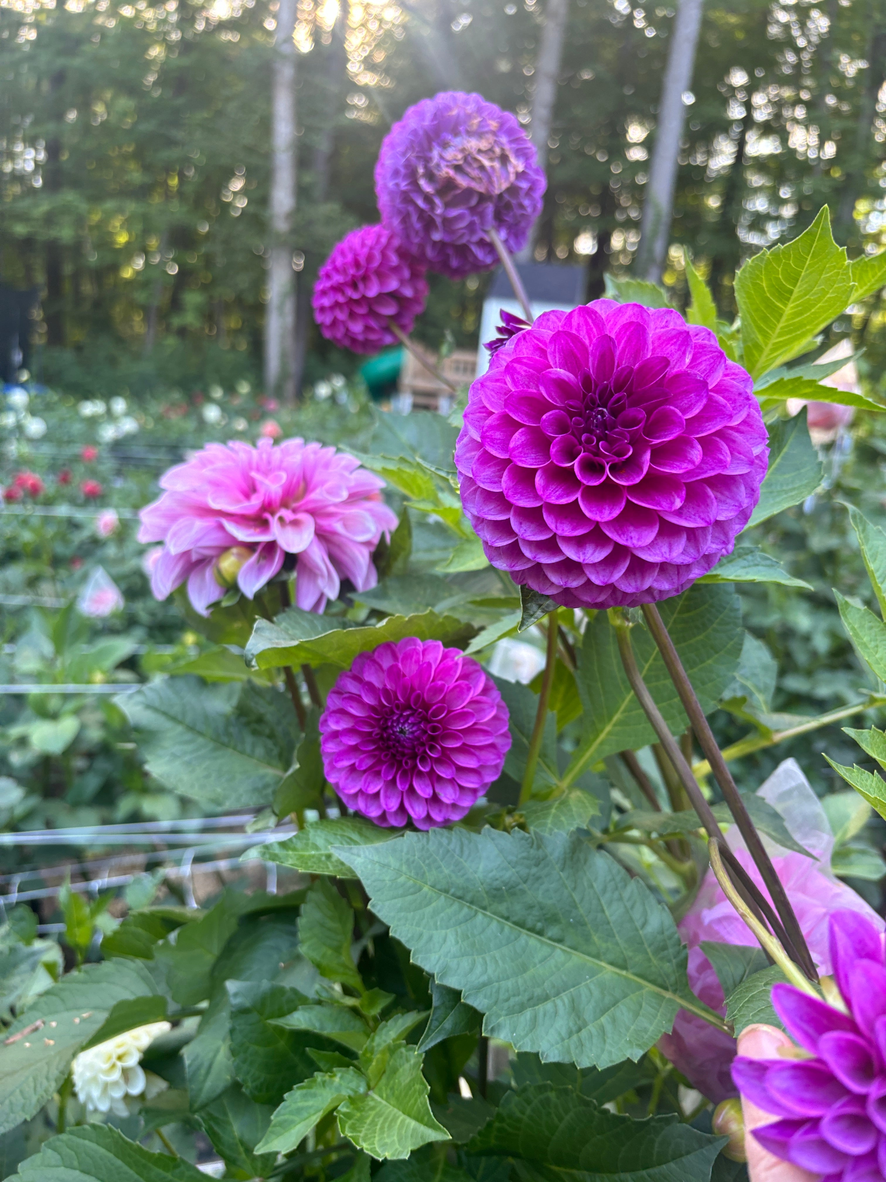 Roban Royal – Bauer Blooms